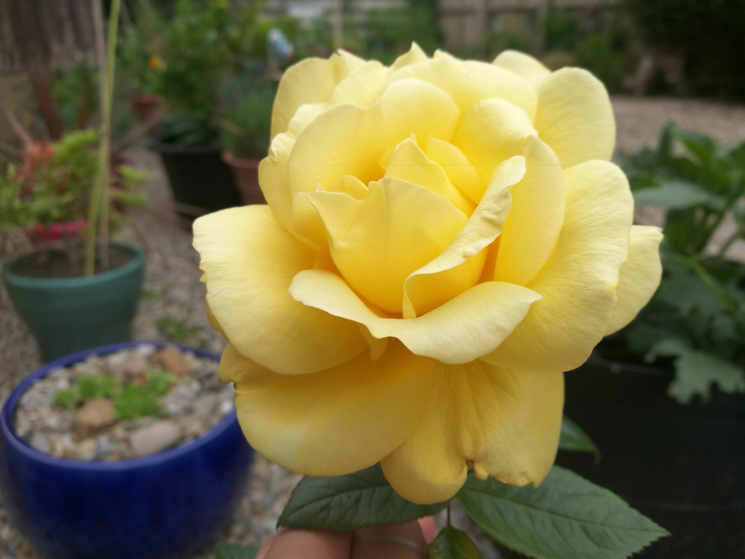 Ruth Ellen Parlour Artist Competition Now Open Surface Pattern Design ...